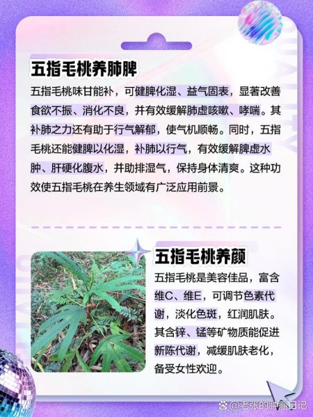 野生五指毛桃的功效与作用_野生五指毛桃怎么吃最好-第2张图片-山城妙识 野生五指毛桃的功效与作用_野生五指毛桃怎么吃最好-第2张图片-山城妙识