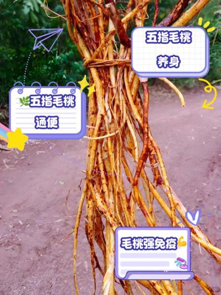 野生五指毛桃的功效与作用_野生五指毛桃怎么吃最好-第1张图片-山城妙识 野生五指毛桃的功效与作用_野生五指毛桃怎么吃最好-第1张图片-山城妙识