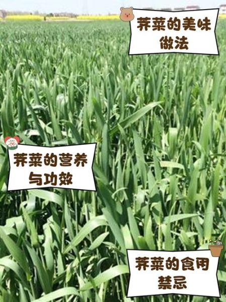 荠麦怎么读_荠麦和荞麦区别-第1张图片-山城妙识 荠麦怎么读_荠麦和荞麦区别-第1张图片-山城妙识