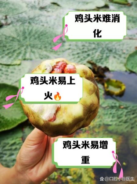 鸡头米什么人不能吃_鸡头米禁忌人群有哪些-第2张图片-山城妙识 鸡头米什么人不能吃_鸡头米禁忌人群有哪些-第2张图片-山城妙识