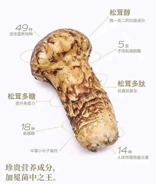 松茸怎么洗_松茸清洗的正确方法-第2张图片-山城妙识