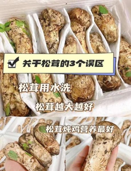 松茸怎么洗_松茸清洗的正确方法-第3张图片-山城妙识