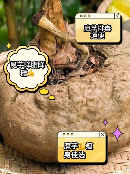 魔芋是什么东西_魔芋的功效与作用-第2张图片-山城妙识 魔芋是什么东西_魔芋的功效与作用-第2张图片-山城妙识