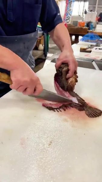 石虎鱼怎么养_石虎鱼吃什么食物-第2张图片-山城妙识