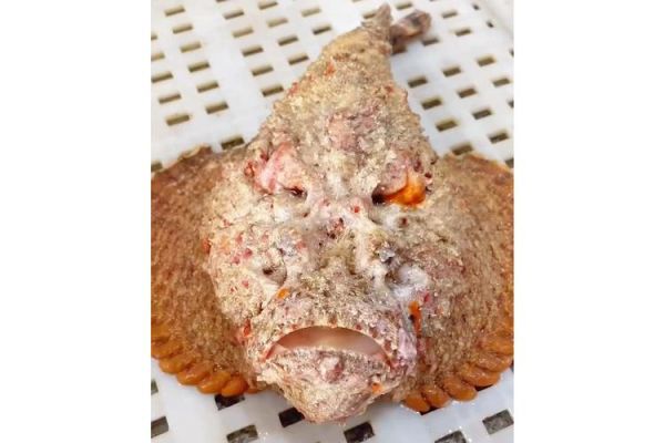 石虎鱼怎么养_石虎鱼吃什么食物-第1张图片-山城妙识