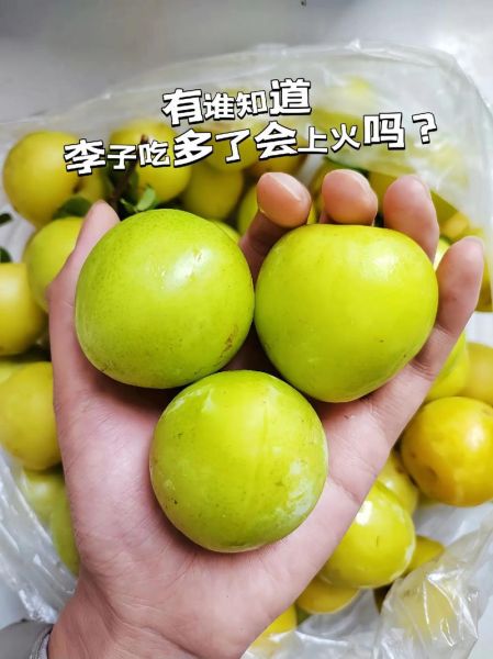李子上火吗_李子吃多了会上火吗-第1张图片-山城妙识