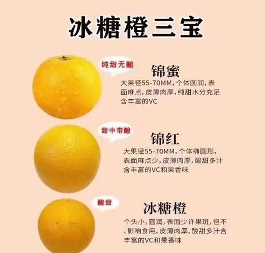 麻阳冰糖橙哪里正宗_麻阳冰糖橙为什么甜-第2张图片-山城妙识 麻阳冰糖橙哪里正宗_麻阳冰糖橙为什么甜-第2张图片-山城妙识