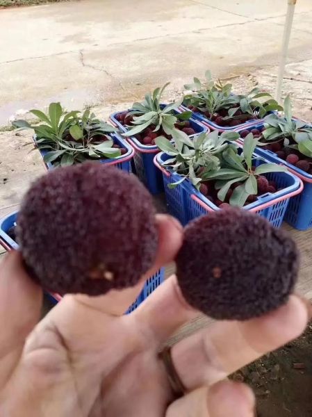 正宗乌梅产地哪里_乌梅哪里最正宗-第1张图片-山城妙识