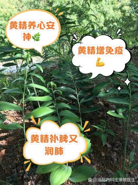 黄精的功效与作用及食用方法_黄精怎么吃效果最好-第2张图片-山城妙识 黄精的功效与作用及食用方法_黄精怎么吃效果最好-第2张图片-山城妙识