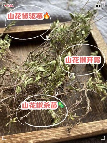 山花椒长什么样_山花椒的功效与作用-第1张图片-山城妙识 山花椒长什么样_山花椒的功效与作用-第1张图片-山城妙识
