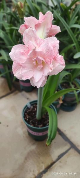 豆蔻花图片_如何辨别真假豆蔻花-第1张图片-山城妙识 豆蔻花图片_如何辨别真假豆蔻花-第1张图片-山城妙识