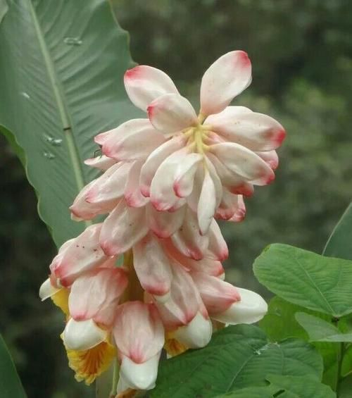 豆蔻花图片_如何辨别真假豆蔻花-第3张图片-山城妙识 豆蔻花图片_如何辨别真假豆蔻花-第3张图片-山城妙识