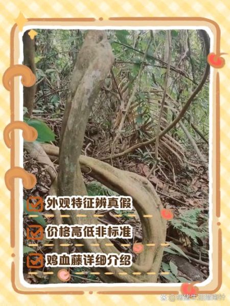 鸡血藤图片大全高清图片_如何鉴别真假鸡血藤-第1张图片-山城妙识 鸡血藤图片大全高清图片_如何鉴别真假鸡血藤-第1张图片-山城妙识