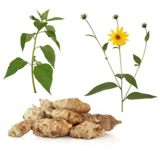 菊芋的功效与作用_菊芋能降血糖吗-第2张图片-山城妙识