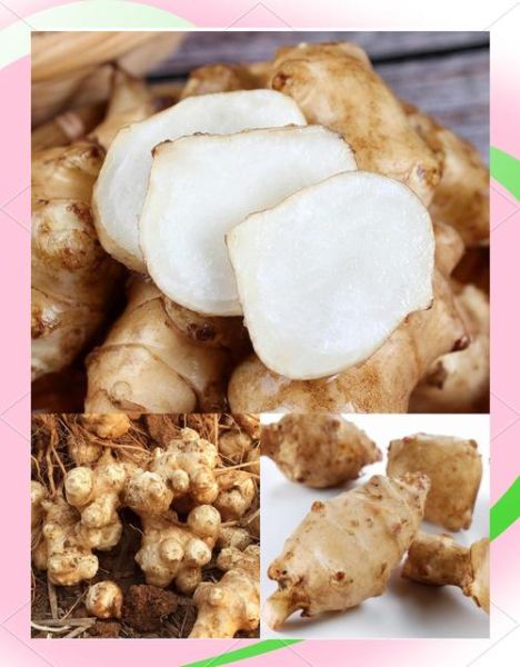 菊芋的功效与作用_菊芋能降血糖吗-第3张图片-山城妙识