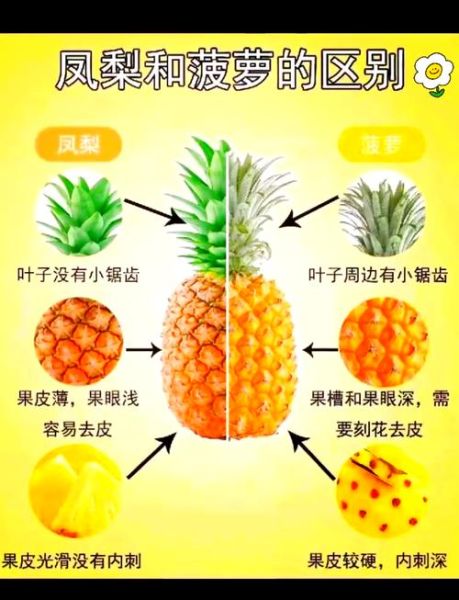 菠萝的拼音怎么拼写_菠萝拼音声调怎么读-第1张图片-山城妙识 菠萝的拼音怎么拼写_菠萝拼音声调怎么读-第1张图片-山城妙识