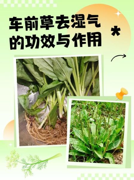 车前草去湿气配方_湿气重怎么调理-第2张图片-山城妙识