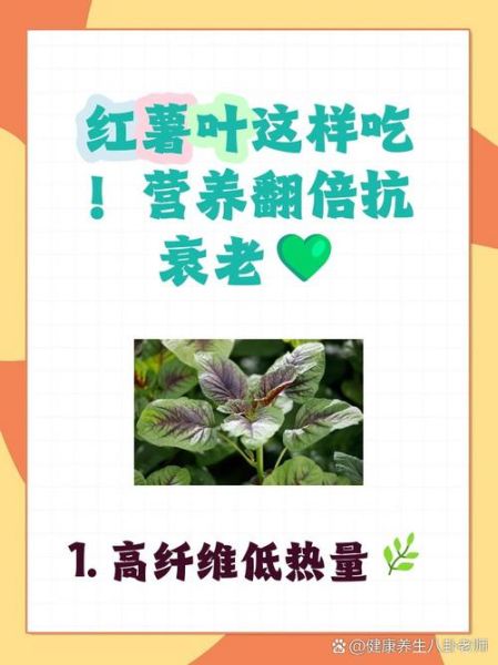 红薯叶的功效与作用_红薯叶怎么吃最营养-第1张图片-山城妙识