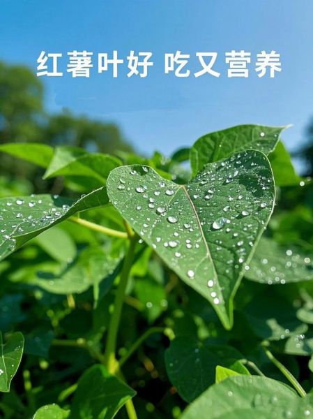 红薯叶的功效与作用_红薯叶怎么吃最营养-第2张图片-山城妙识
