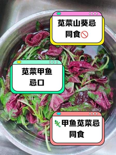 苋菜不能和什么一起吃_哪些人不能吃苋菜-第3张图片-山城妙识