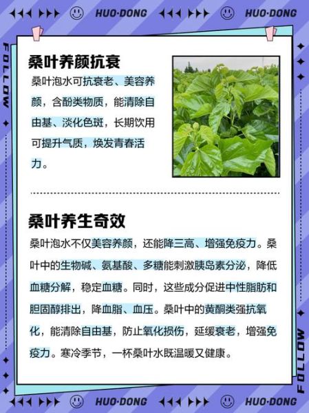 长期喝桑叶水的危害_桑叶水副作用有哪些-第2张图片-山城妙识 长期喝桑叶水的危害_桑叶水副作用有哪些-第2张图片-山城妙识