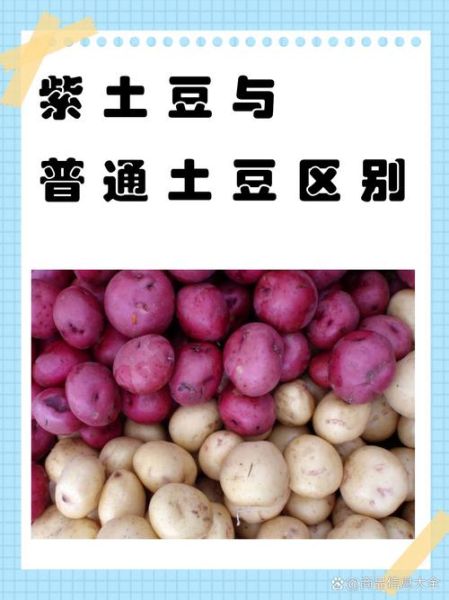 红土豆和普通土豆区别_红土豆营养价值高吗-第2张图片-山城妙识 红土豆和普通土豆区别_红土豆营养价值高吗-第2张图片-山城妙识