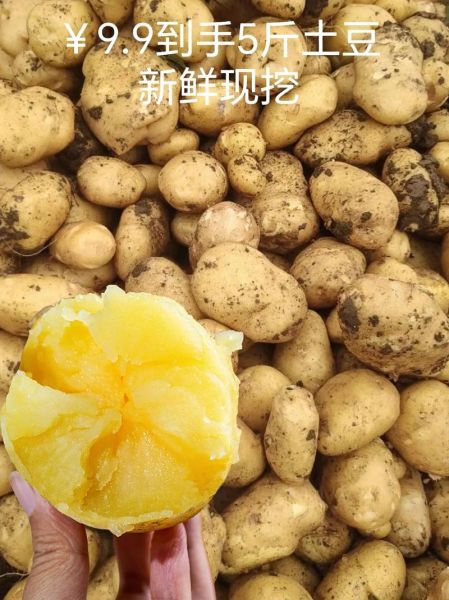 红土豆和普通土豆区别_红土豆营养价值高吗-第3张图片-山城妙识 红土豆和普通土豆区别_红土豆营养价值高吗-第3张图片-山城妙识