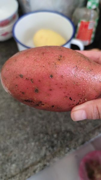 红土豆和普通土豆区别_红土豆营养价值高吗-第1张图片-山城妙识 红土豆和普通土豆区别_红土豆营养价值高吗-第1张图片-山城妙识