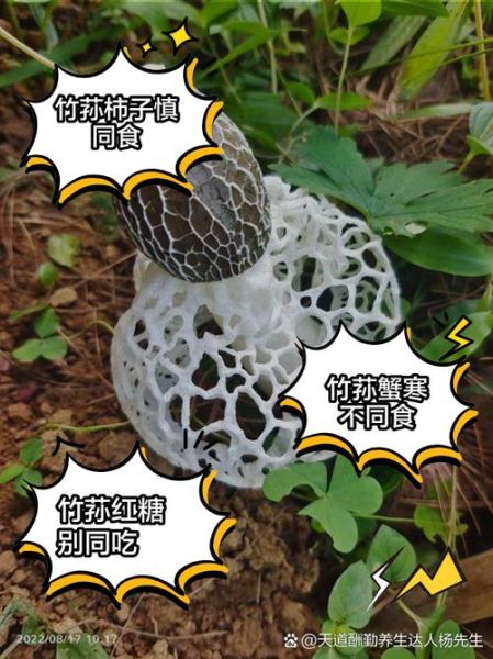 竹荪剪去哪个部位图解_竹荪头尾怎么区分-第3张图片-山城妙识 竹荪剪去哪个部位图解_竹荪头尾怎么区分-第3张图片-山城妙识