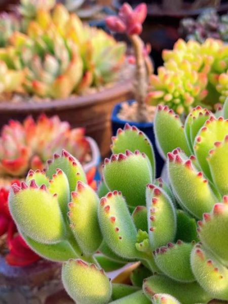 熊掌多肉怎么养_熊掌多肉图片大全-第1张图片-山城妙识 熊掌多肉怎么养_熊掌多肉图片大全-第1张图片-山城妙识