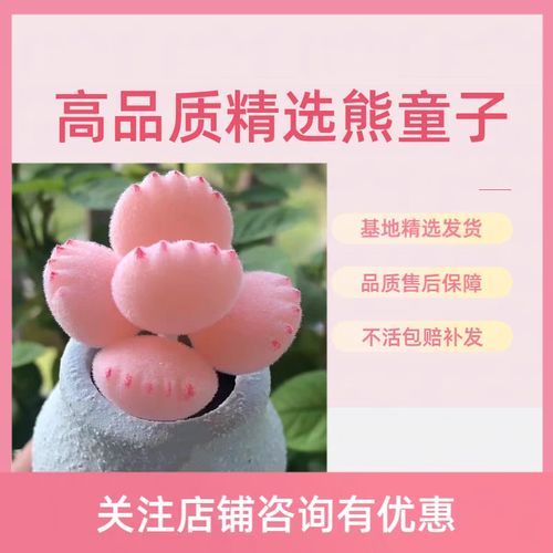 熊掌多肉怎么养_熊掌多肉图片大全-第2张图片-山城妙识 熊掌多肉怎么养_熊掌多肉图片大全-第2张图片-山城妙识