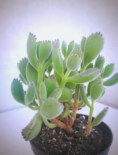 熊掌多肉怎么养_熊掌多肉图片大全-第3张图片-山城妙识 熊掌多肉怎么养_熊掌多肉图片大全-第3张图片-山城妙识