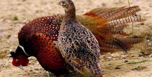 野山鸡养殖基地怎么选_野山鸡养殖基地多少钱一只-第2张图片-山城妙识 野山鸡养殖基地怎么选_野山鸡养殖基地多少钱一只-第2张图片-山城妙识