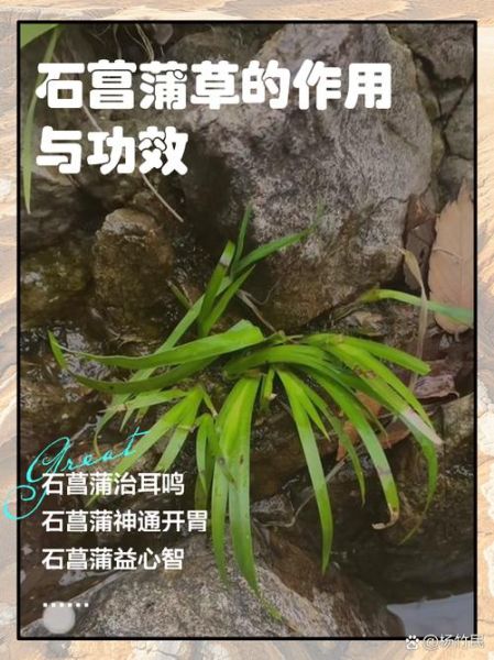 石菖蒲的功效与作用用量_石菖蒲一天吃多少克-第3张图片-山城妙识 石菖蒲的功效与作用用量_石菖蒲一天吃多少克-第3张图片-山城妙识