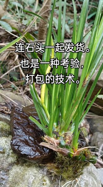 石菖蒲的功效与作用用量_石菖蒲一天吃多少克-第2张图片-山城妙识 石菖蒲的功效与作用用量_石菖蒲一天吃多少克-第2张图片-山城妙识