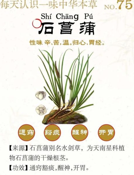 石菖蒲的功效与作用用量_石菖蒲一天吃多少克-第1张图片-山城妙识 石菖蒲的功效与作用用量_石菖蒲一天吃多少克-第1张图片-山城妙识