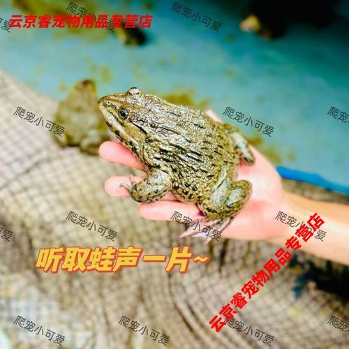 石蛙和田鸡的区别图片_石蛙和田鸡怎么区分-第2张图片-山城妙识 石蛙和田鸡的区别图片_石蛙和田鸡怎么区分-第2张图片-山城妙识