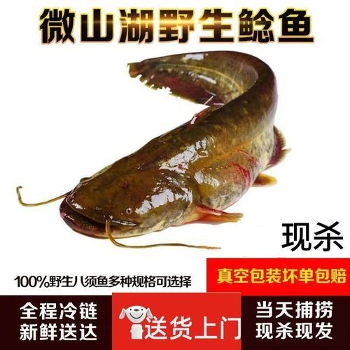 鲶鱼怎么杀_鲶鱼宰杀步骤-第2张图片-山城妙识