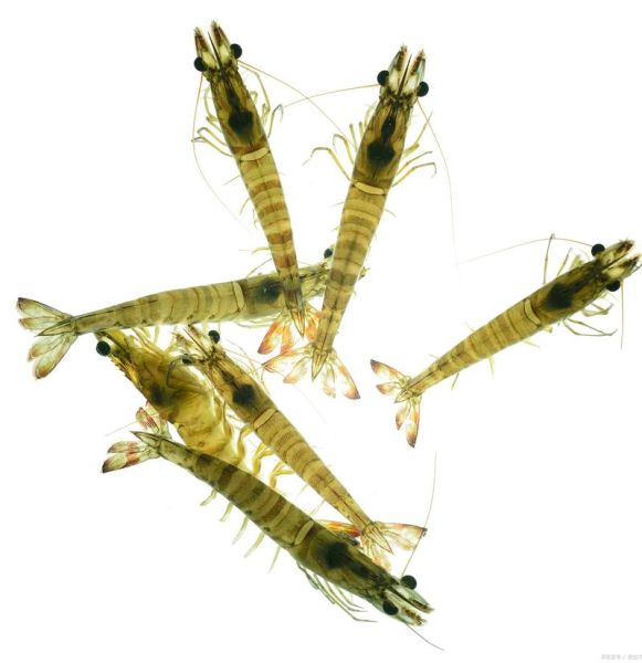 大虾图片大全大图_如何挑选高清无水印素材-第1张图片-山城妙识 大虾图片大全大图_如何挑选高清无水印素材-第1张图片-山城妙识