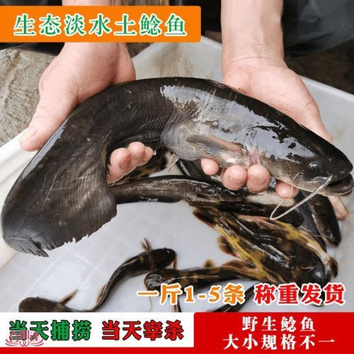 鲶鱼怎么杀_鲶鱼宰杀步骤-第1张图片-山城妙识