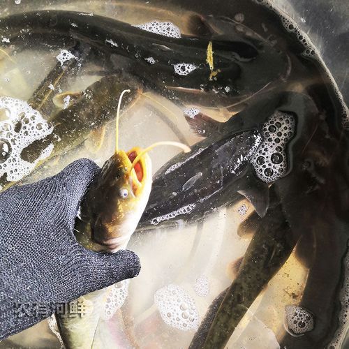 鲶鱼怎么杀_鲶鱼宰杀步骤-第3张图片-山城妙识