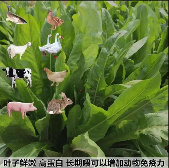 苜蓿草可以喂哪些动物_苜蓿草怎么喂效果最好-第1张图片-山城妙识 苜蓿草可以喂哪些动物_苜蓿草怎么喂效果最好-第1张图片-山城妙识