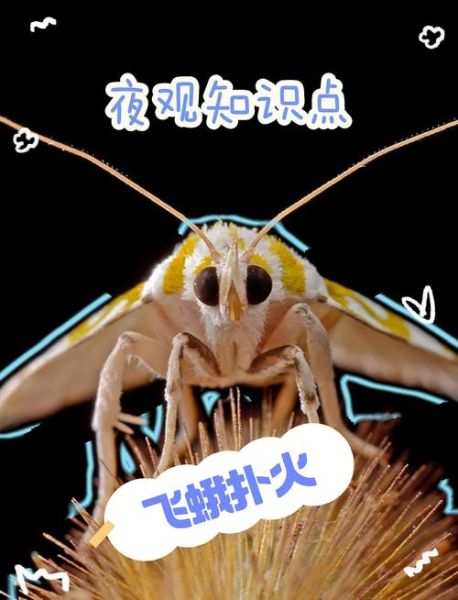 飞蛾扑火歇后语的下一句是什么_飞蛾扑火歇后语寓意解析-第1张图片-山城妙识 飞蛾扑火歇后语的下一句是什么_飞蛾扑火歇后语寓意解析-第1张图片-山城妙识