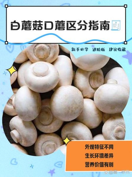 白色长杆小圆头的蘑菇叫什么_如何安全识别-第1张图片-山城妙识 白色长杆小圆头的蘑菇叫什么_如何安全识别-第1张图片-山城妙识