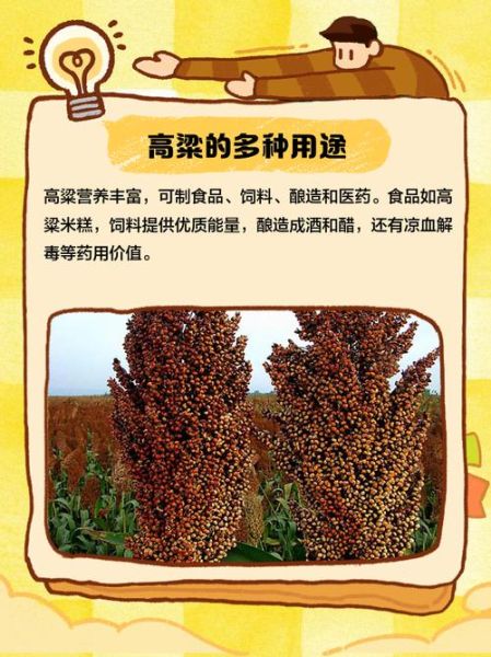 高粱的拼音怎么写_高粱拼音声调标注方法-第2张图片-山城妙识 高粱的拼音怎么写_高粱拼音声调标注方法-第2张图片-山城妙识