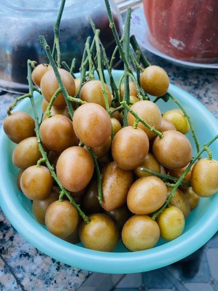 黄皮果图片大全大图_黄皮果长什么样-第1张图片-山城妙识 黄皮果图片大全大图_黄皮果长什么样-第1张图片-山城妙识