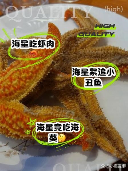 海星一人一次能吃多少_海星一次吃多少合适-第3张图片-山城妙识