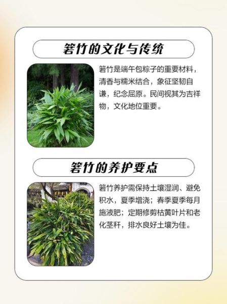 阔叶箬竹图片怎么识别_阔叶箬竹和箬竹区别-第2张图片-山城妙识 阔叶箬竹图片怎么识别_阔叶箬竹和箬竹区别-第2张图片-山城妙识