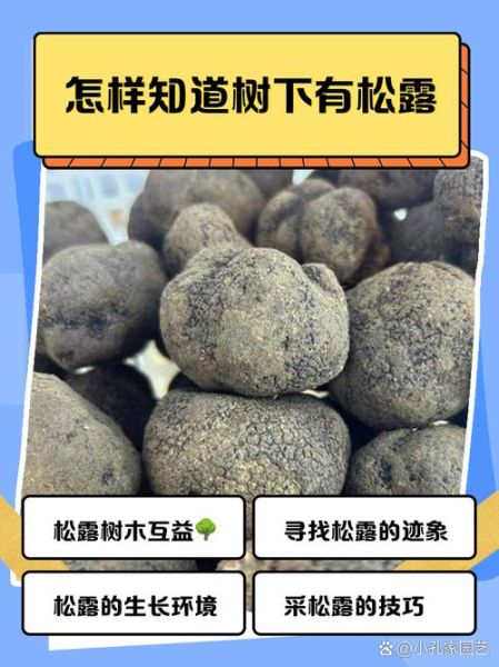 松露是怎么形成的_松露生长环境条件-第1张图片-山城妙识 松露是怎么形成的_松露生长环境条件-第1张图片-山城妙识