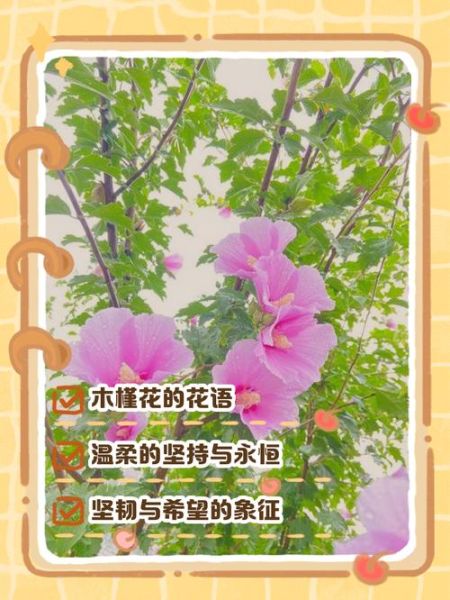 木槿花图片大全_木槿花的花语是什么-第2张图片-山城妙识 木槿花图片大全_木槿花的花语是什么-第2张图片-山城妙识